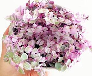 معرفی گیاه کالیسیا + روش پرورش و مراقبت از آن